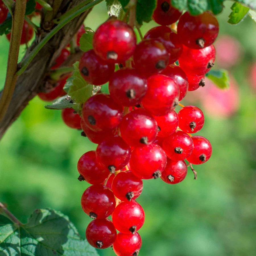 Cassissier Titania - Ribes nigrum 'titania'