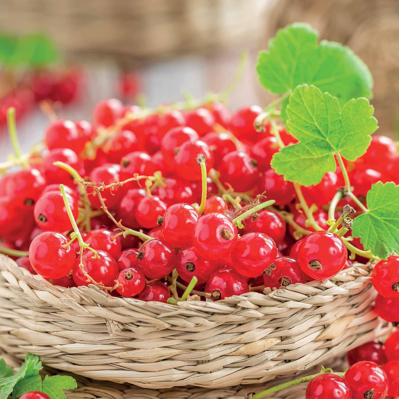 Groseillier Jonkheer van Tets - Ribus rubrum jonkheer van tets