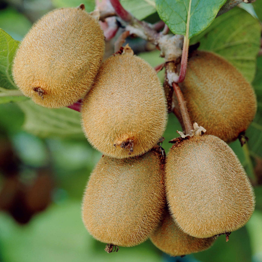 Kiwi - Actinidia deliciosa | Achat, Vente en ligne - Willemse