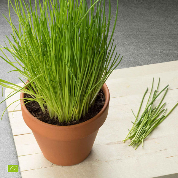 Graines de Ciboulette BIO pour potager aromatique | Willemse