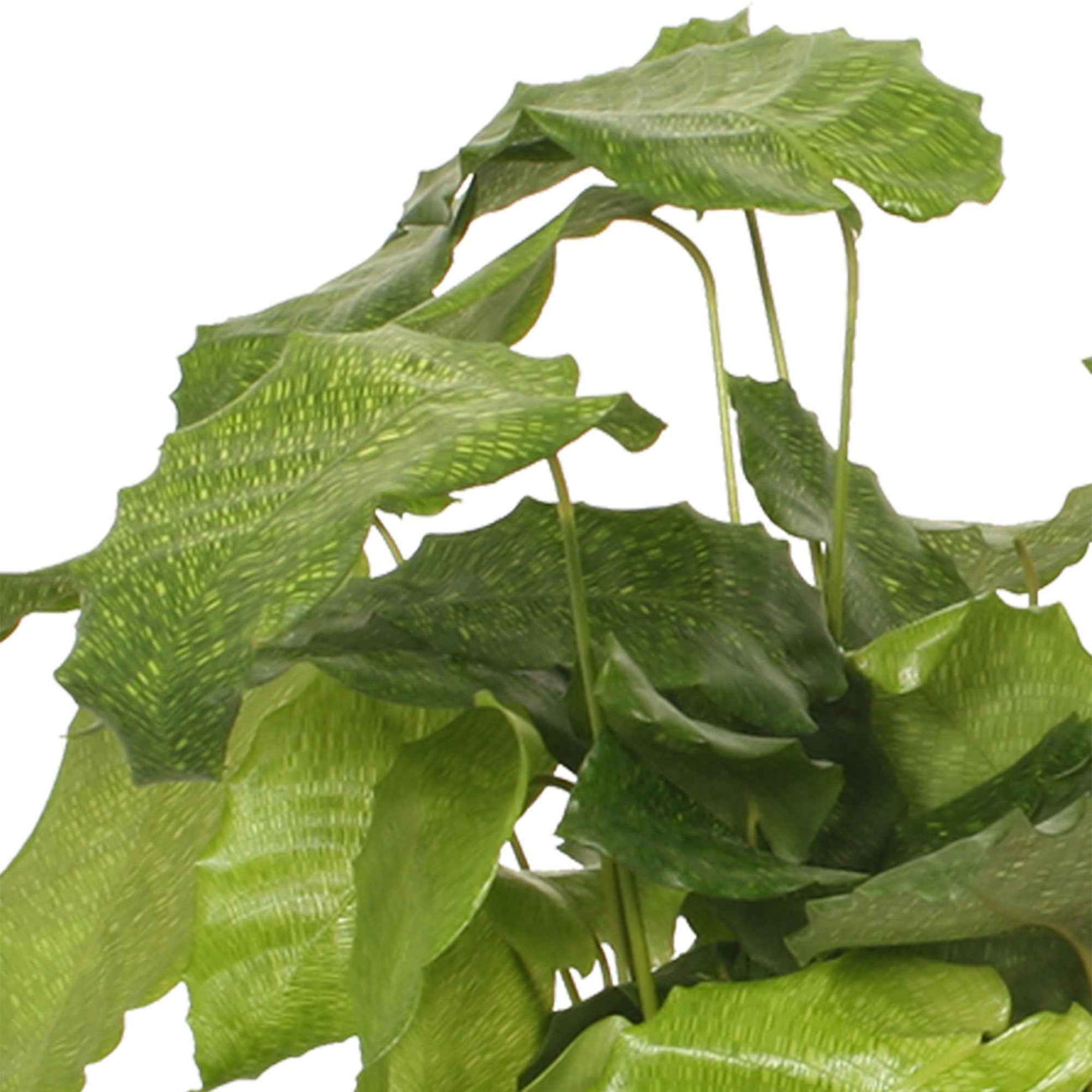 Calathéa musaica Network - Calathea musaica network