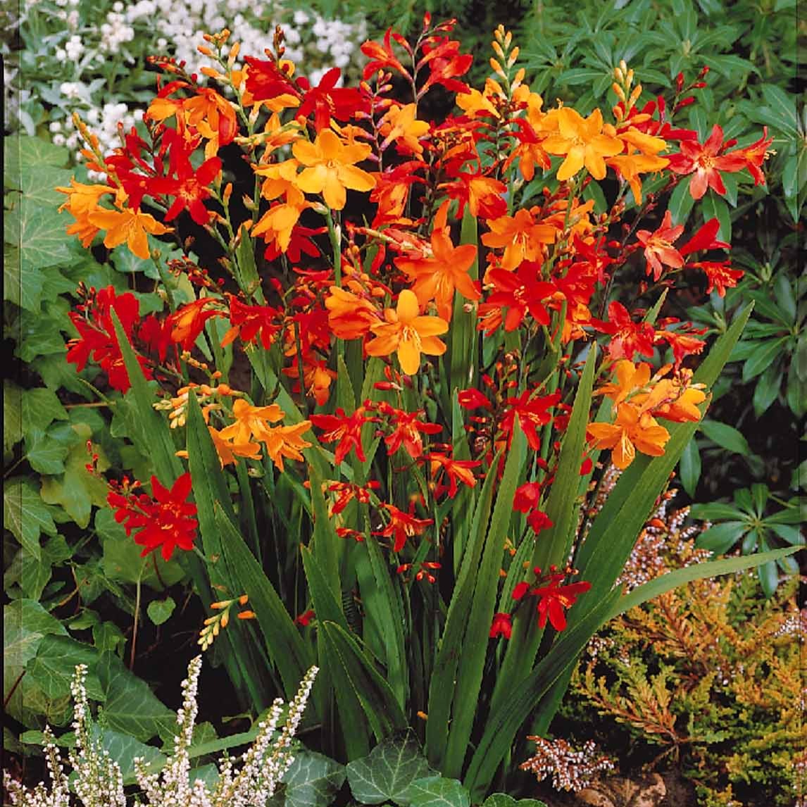 Découvrez les variétés de fleurs Crocosmia et comment les cultiver ave