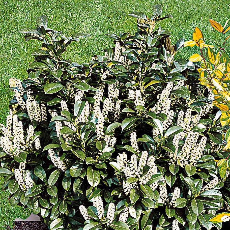 Guide pour cultiver des lauriers en pot