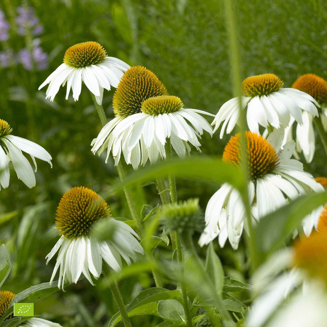 Rudbeckia occidentale Green Wizard - Rudbeckia occidentalis Green Wizard