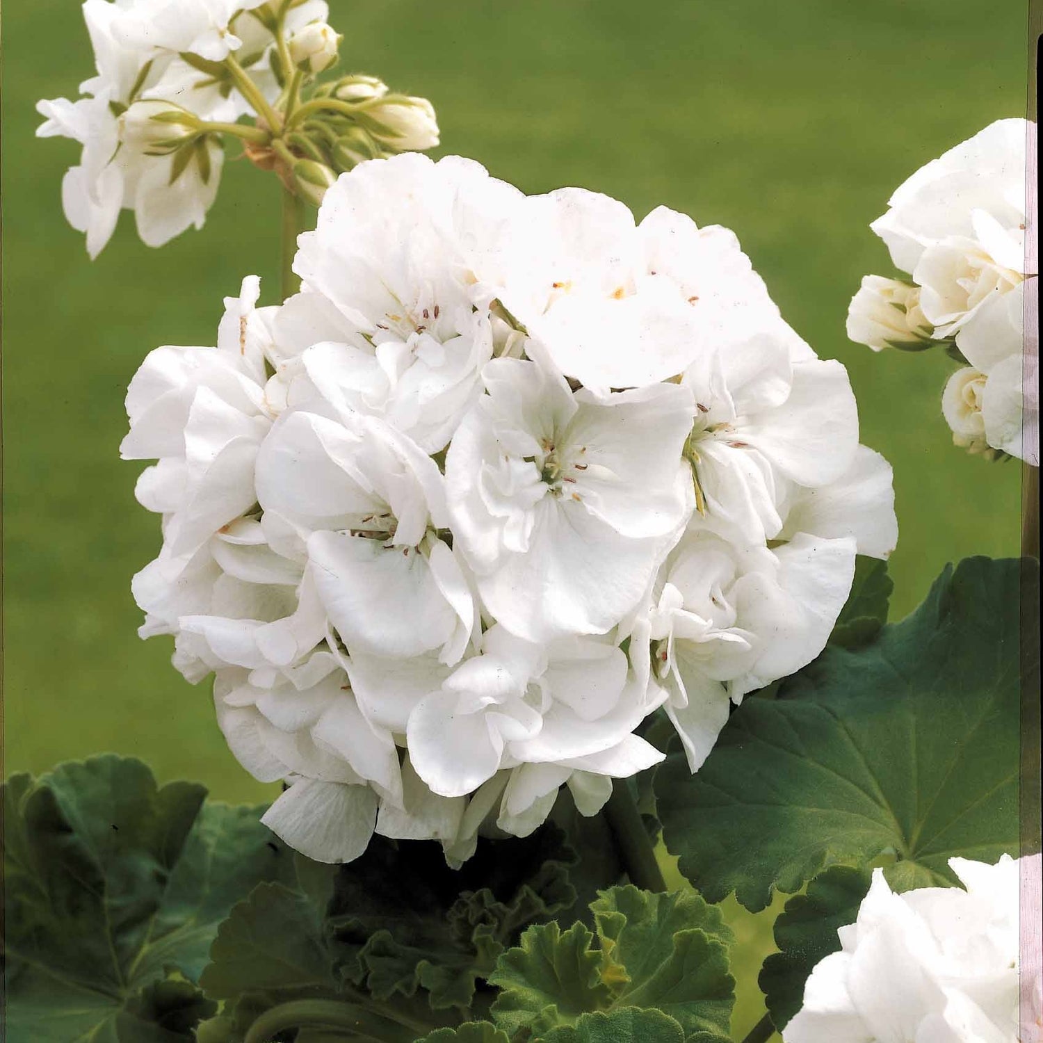 Géraniums à massifs blancs - Pelargonium zonale