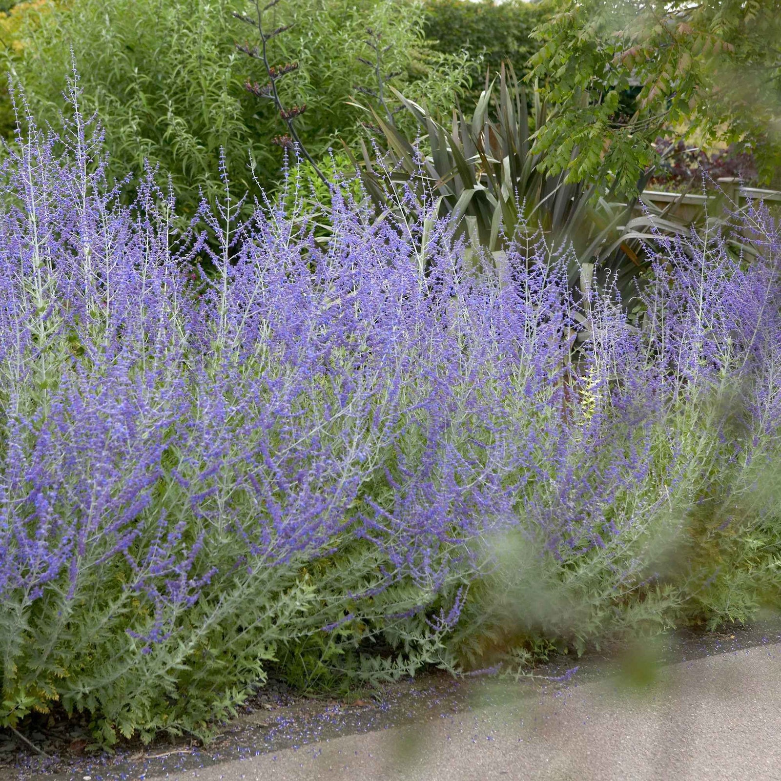 Perovskia atriplicifolia Blue spire - Perovskia atriplicifolia blue spire