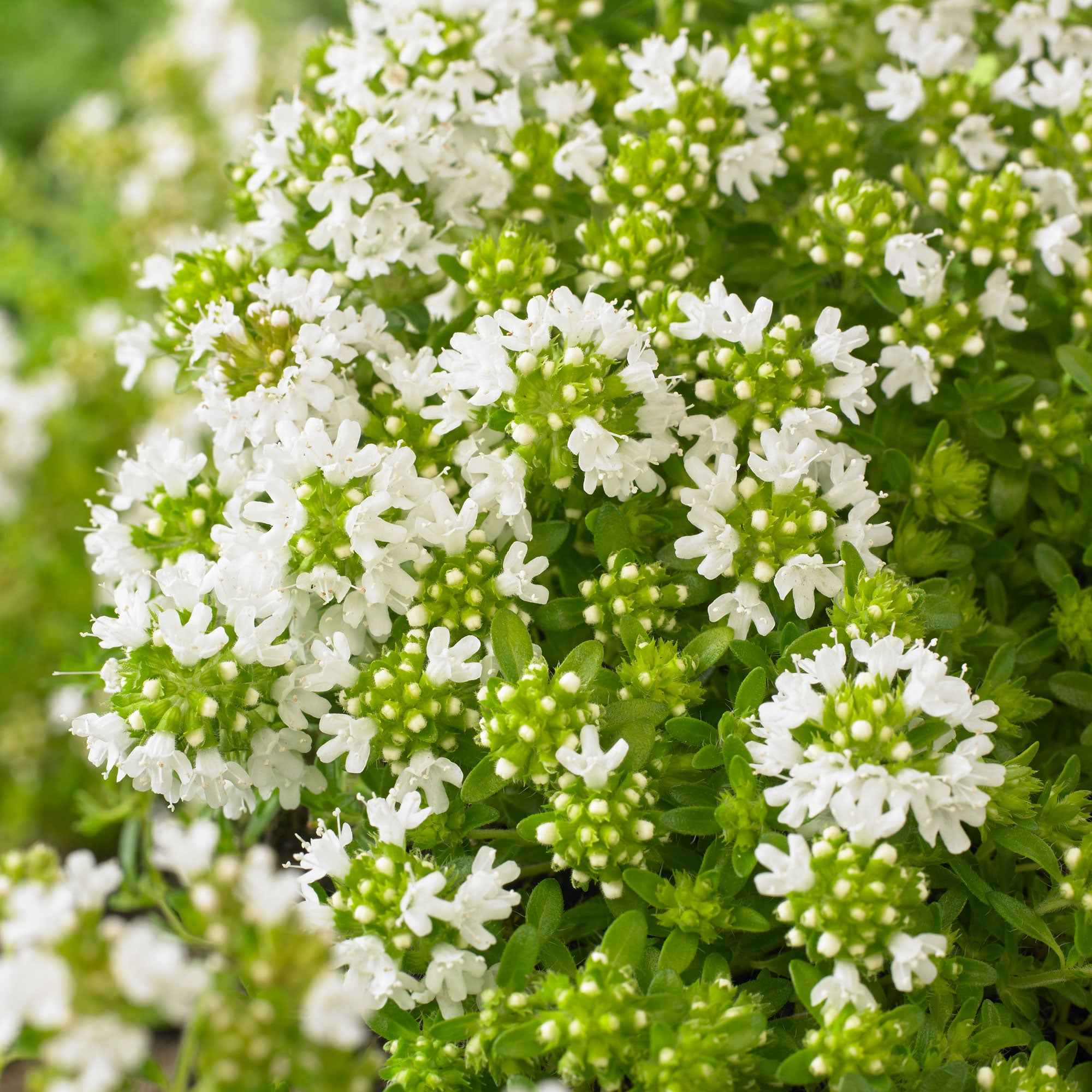 Thym précoce à fleurs blanches - Thymus praecox albiflorus