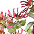 Chèvrefeuille de Henry Copper Beauty - Lonicera henryi Copper Beauty