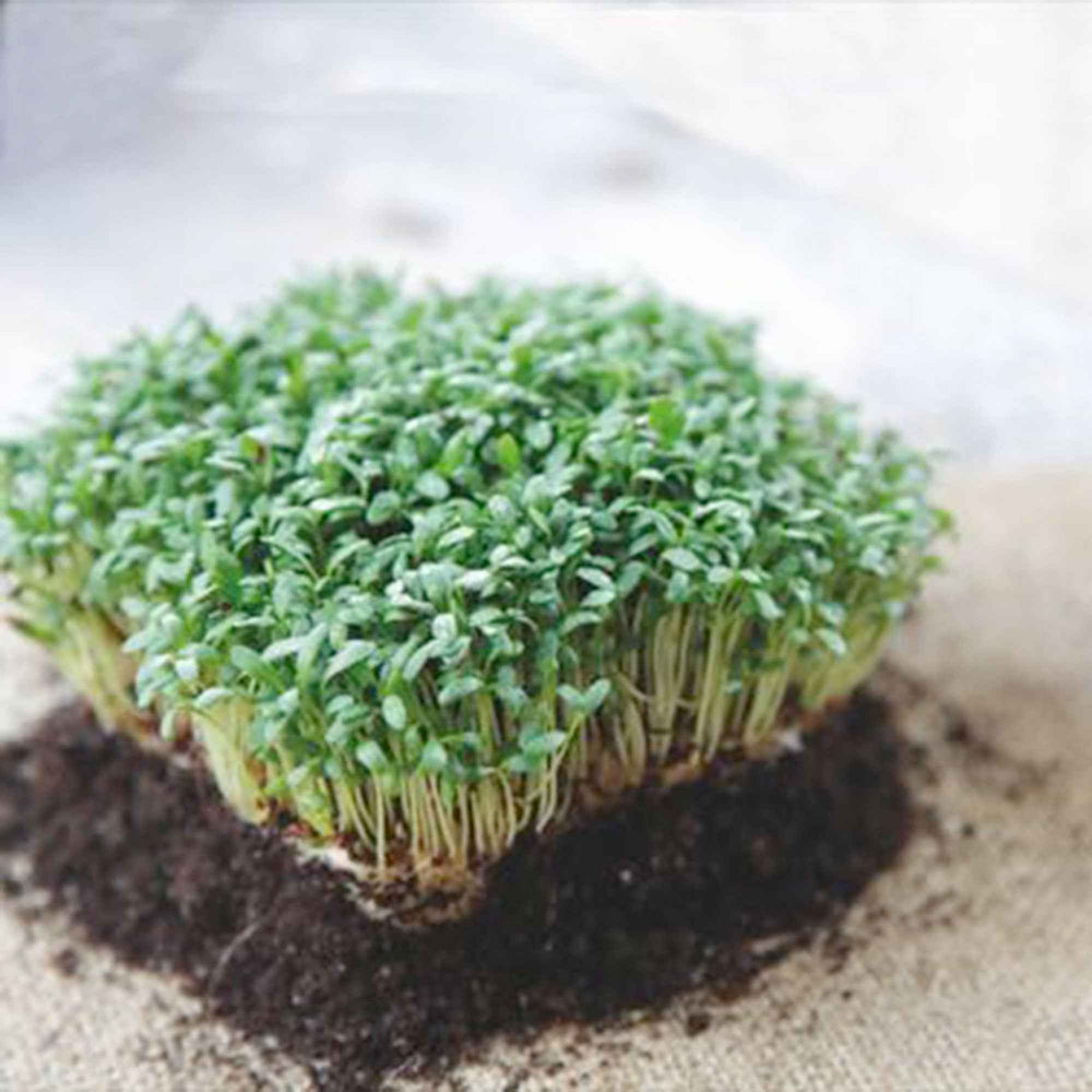 Graines Cresson alénois commun - Lepidium sativum