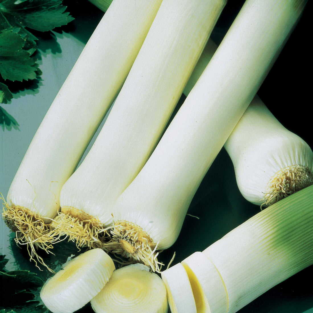 Oignon jaune Paille des Vertus - Allium cepa Paille des Vertus