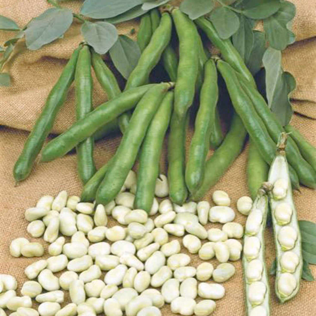 Graines Fève améliorée Driemaal Wit - Vicia faba driemaal wit