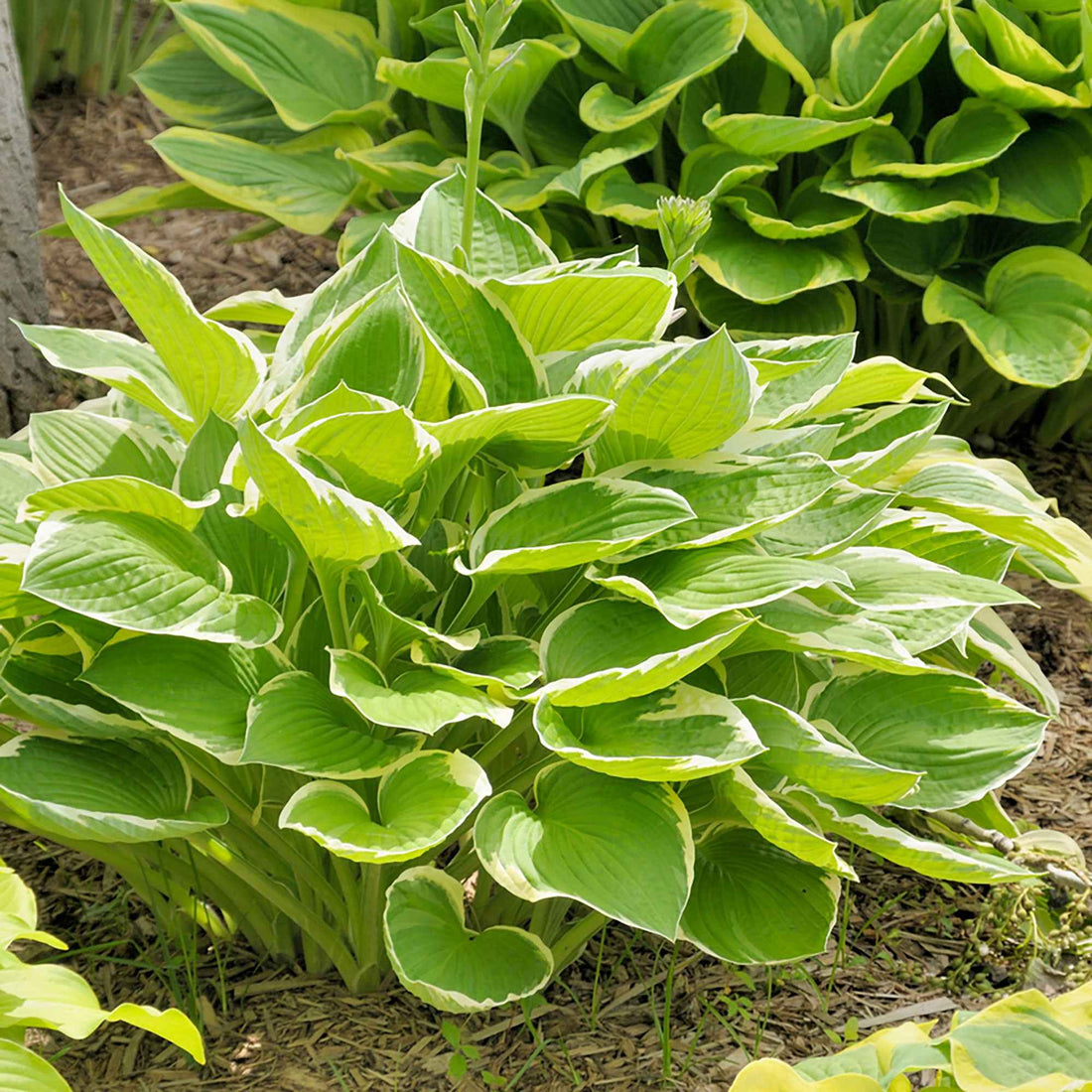Hosta Devon green - Hosta devon green
