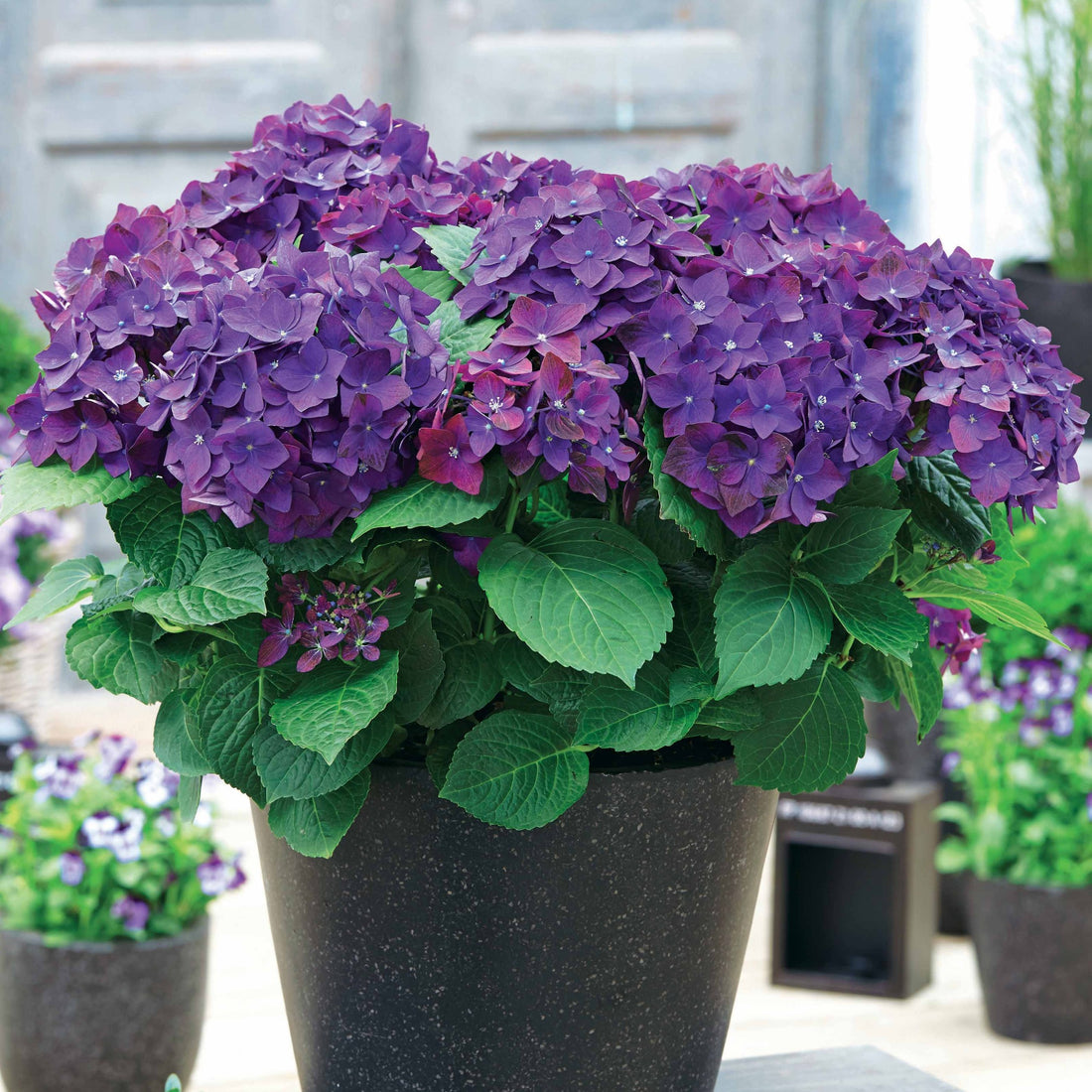 Hortensia Blue Boogie Woogie® floraison bleue ou rose | Willemse
