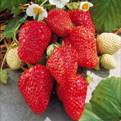 Fraisier remontant Cirafine - Fragaria x ananassa Cirafine