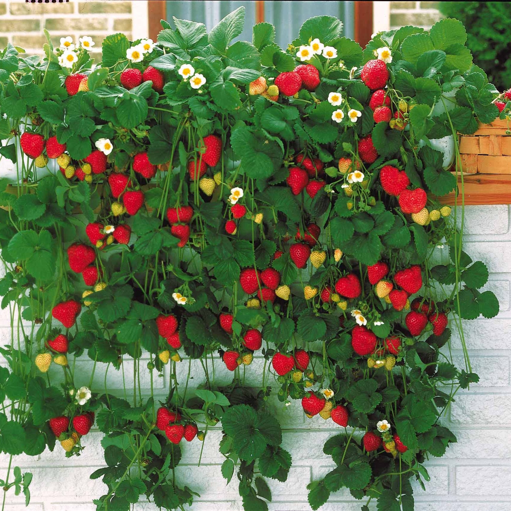 Guide complet sur les variétés de plants de fraises