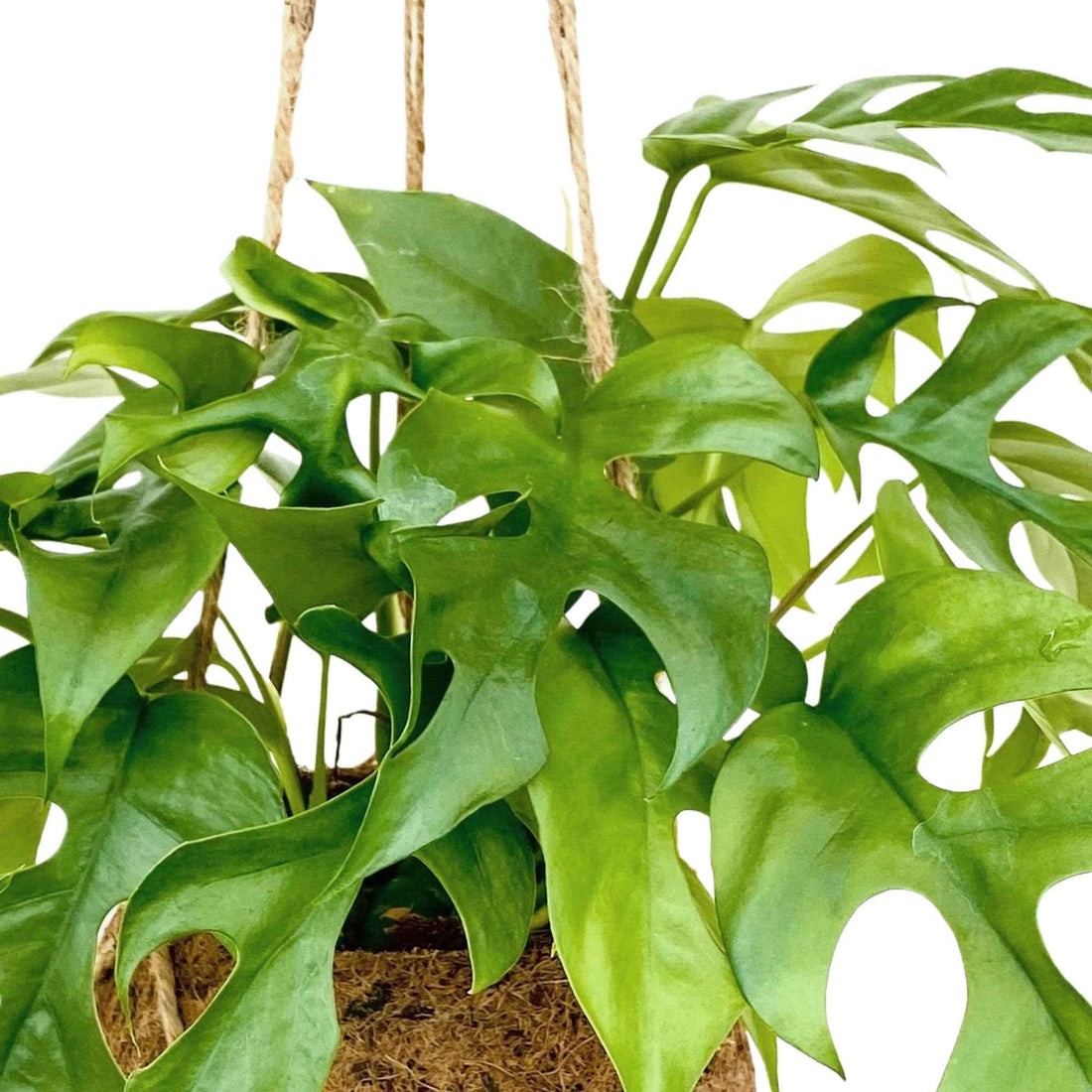 Monstera minima et son pot coco en intérieur | Willemse