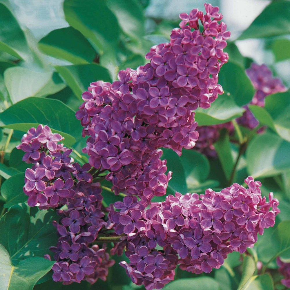 Lilas double blanc - Syringa vulgaris Madame Lemoine