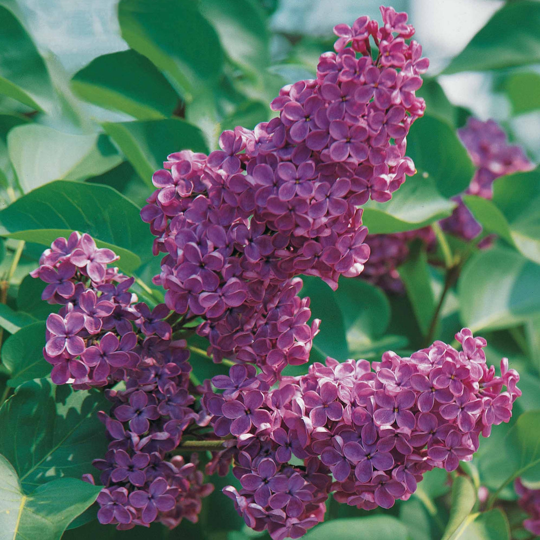 Lilas double Beauty of Moscow - Syringa vulgaris beauty of moscow
