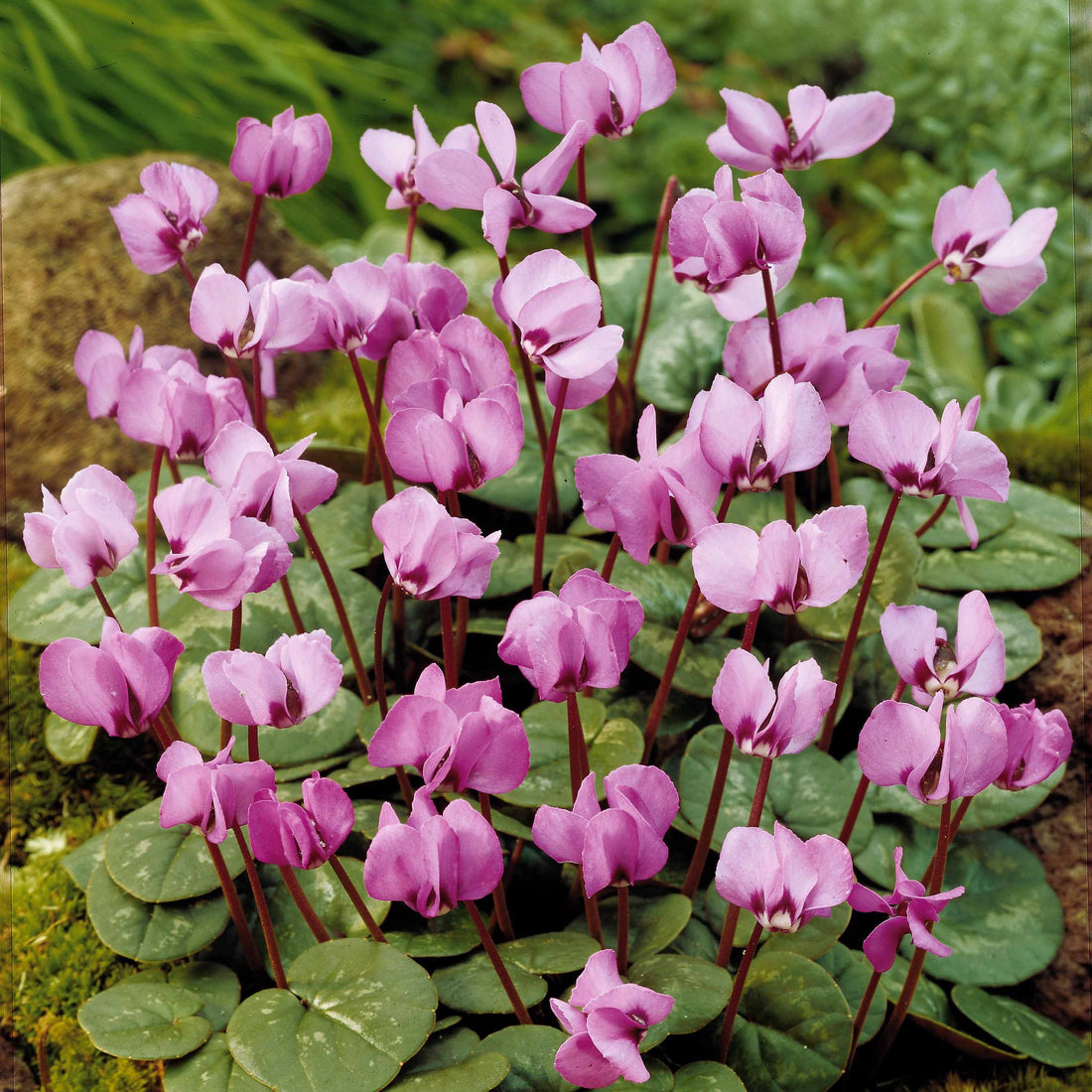 Bulbes 3 Cyclamens de l'île de Cos roses - Cyclamen coum