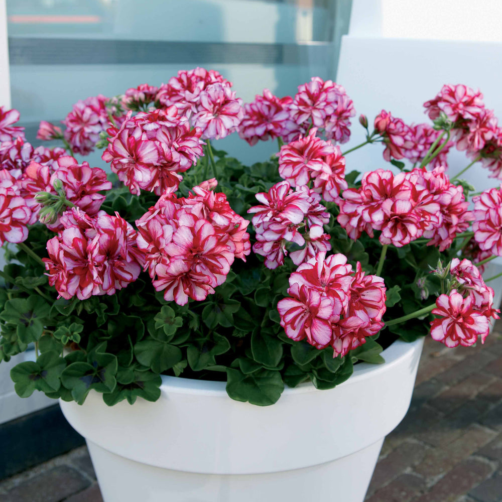 6 Pelargoniums odorants Mosquitaway Lizzy et Eva en mélange ...