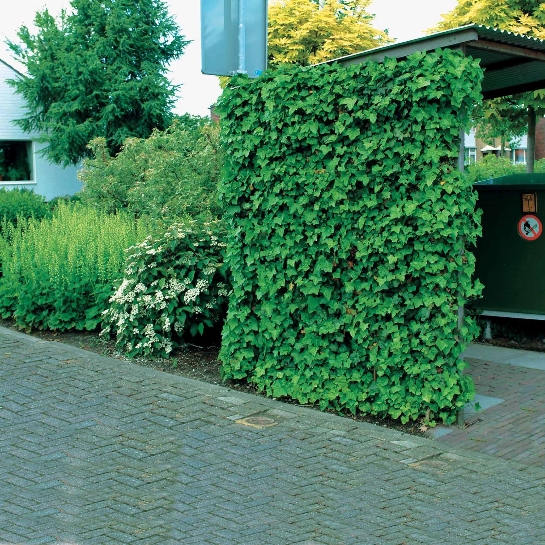 Cultivez du lierre dans un pot avec succès grâce à nos conseils