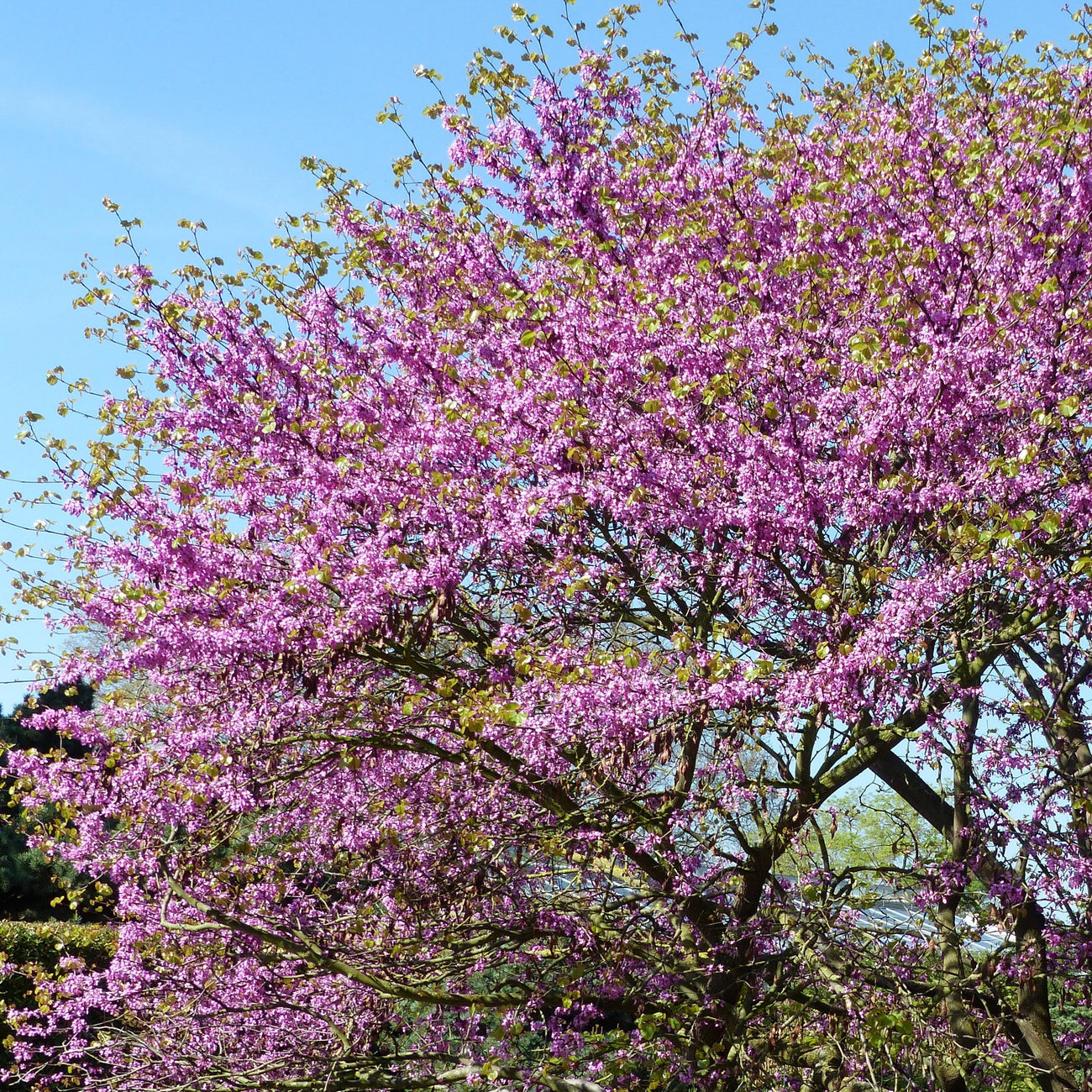 L'Arbre de Judée - Cercis siliquastrum
