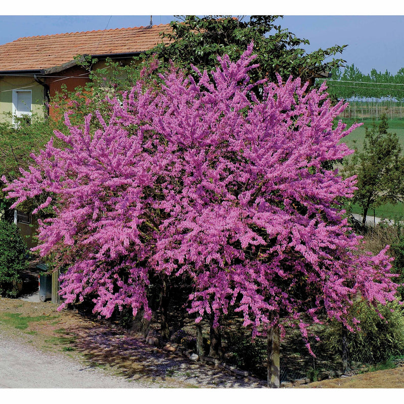Frêne à fleurs - Fraxinus ornus