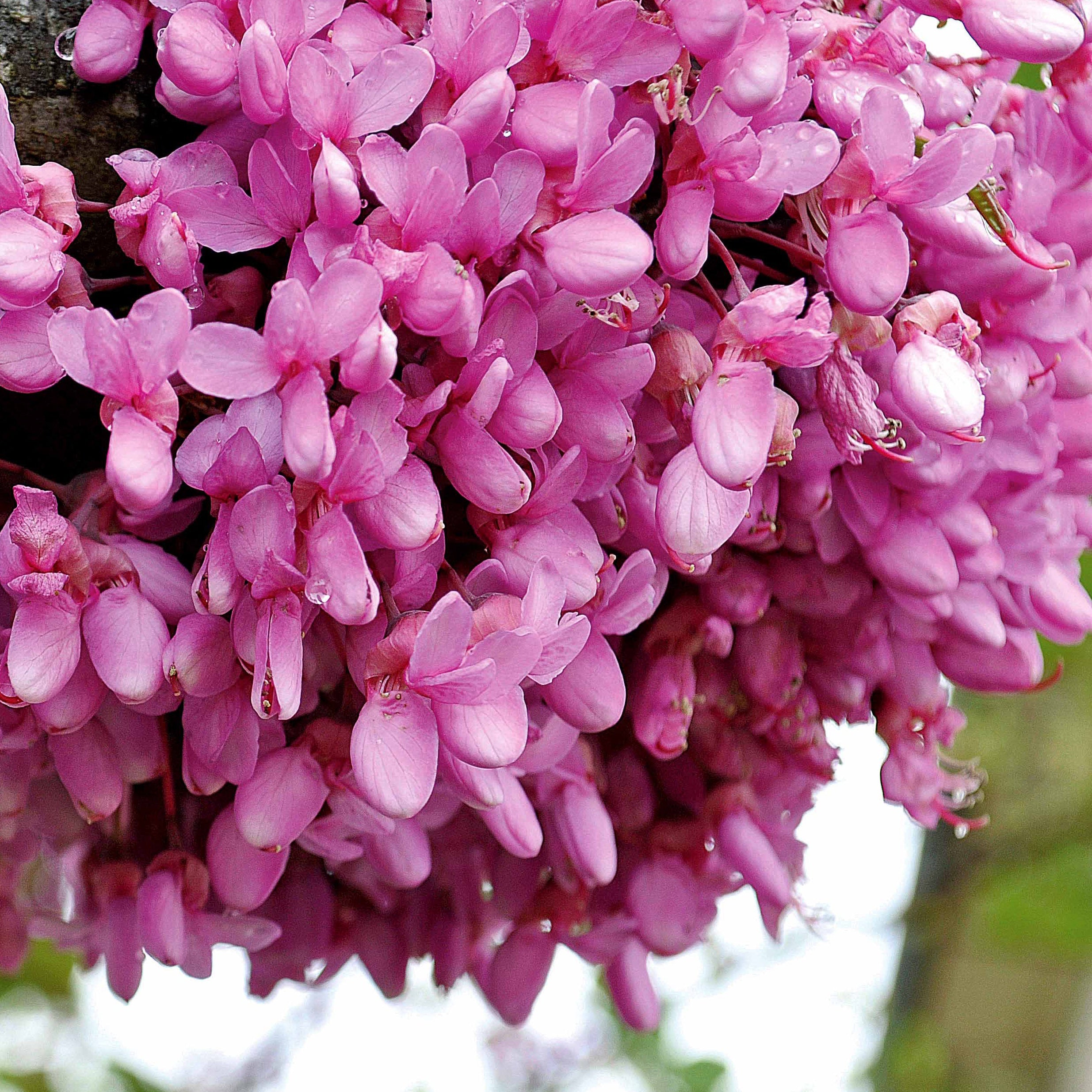Guide complet pour planter et entretenir un arbre de Judée