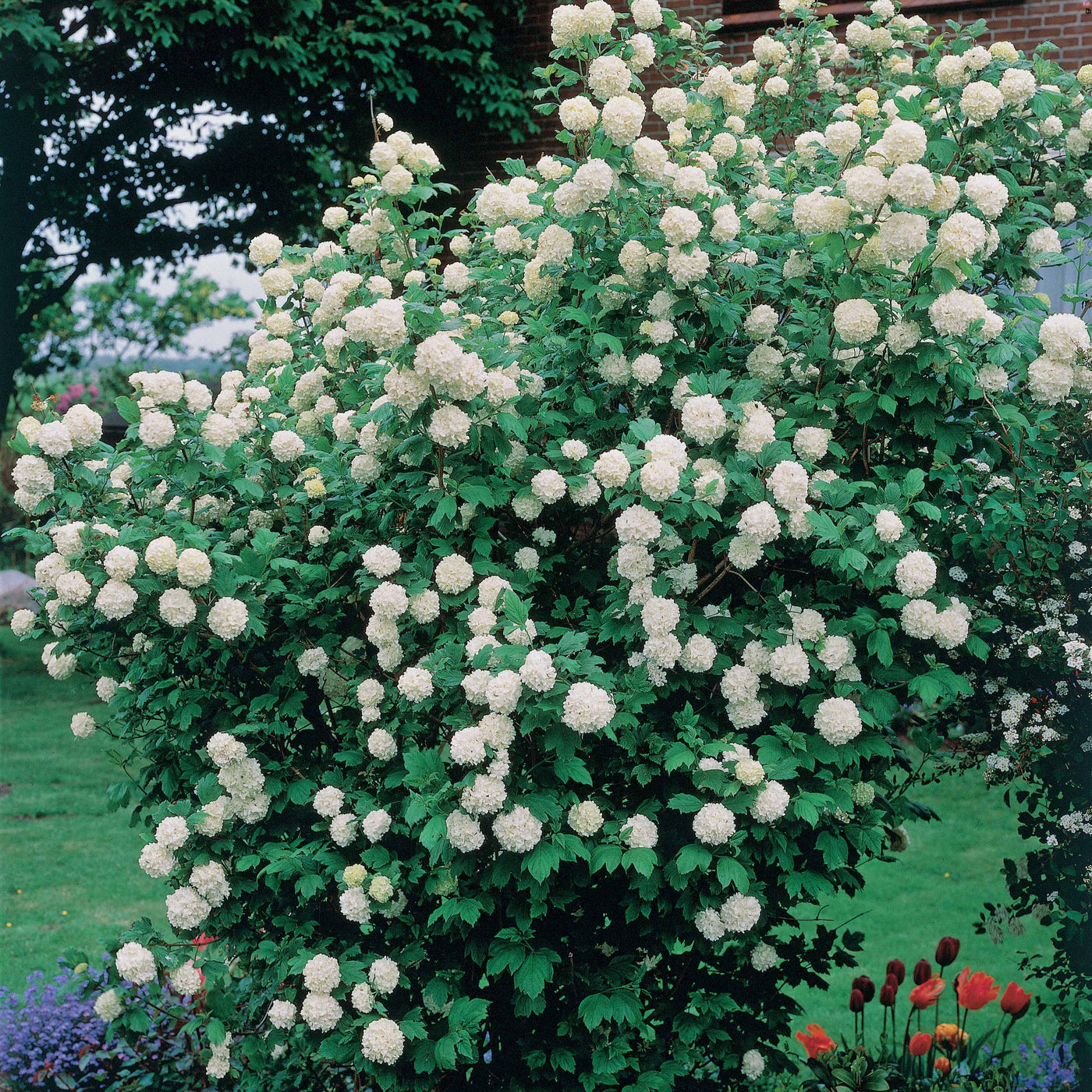 Viorne Boule de neige - Viburnum opulus roseum
