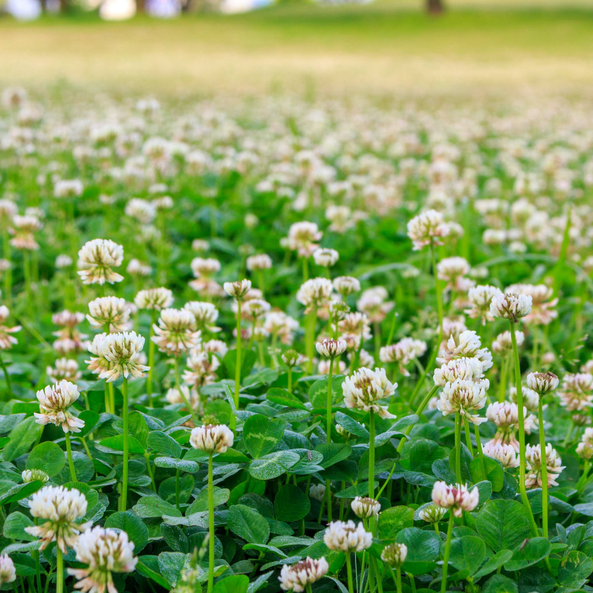 Graines Trèfle blanc nain - Trifolium repens