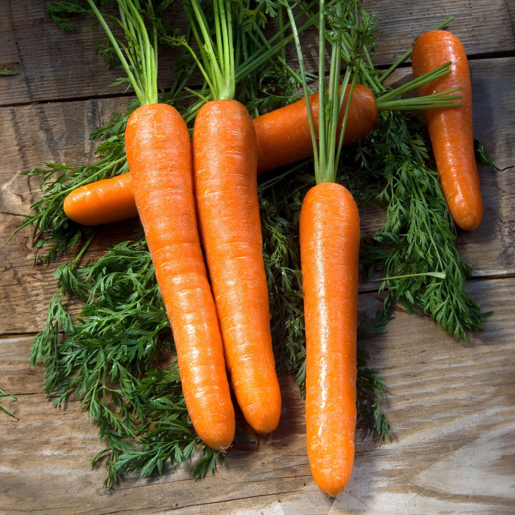 Graines Carotte Longue lisse de Meaux - Daucus carota longue lisse de ...
