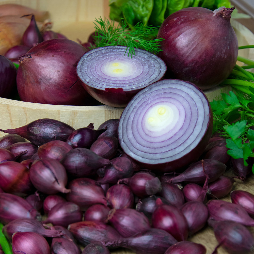 Bulbes d'oignons | Achat, Vente en ligne - Willemse