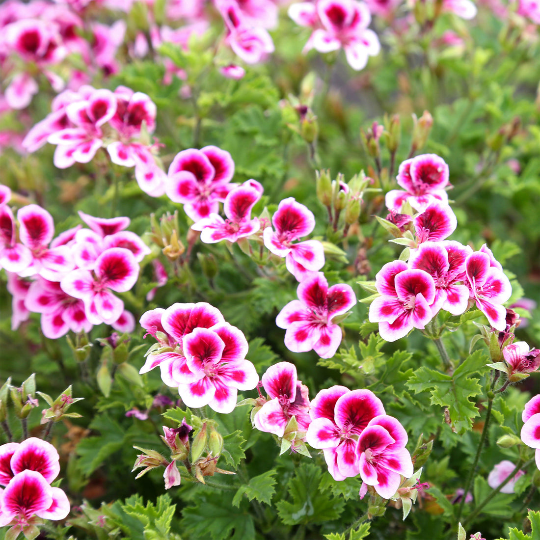 Géranium zonale rouge - Pelargonium zonale