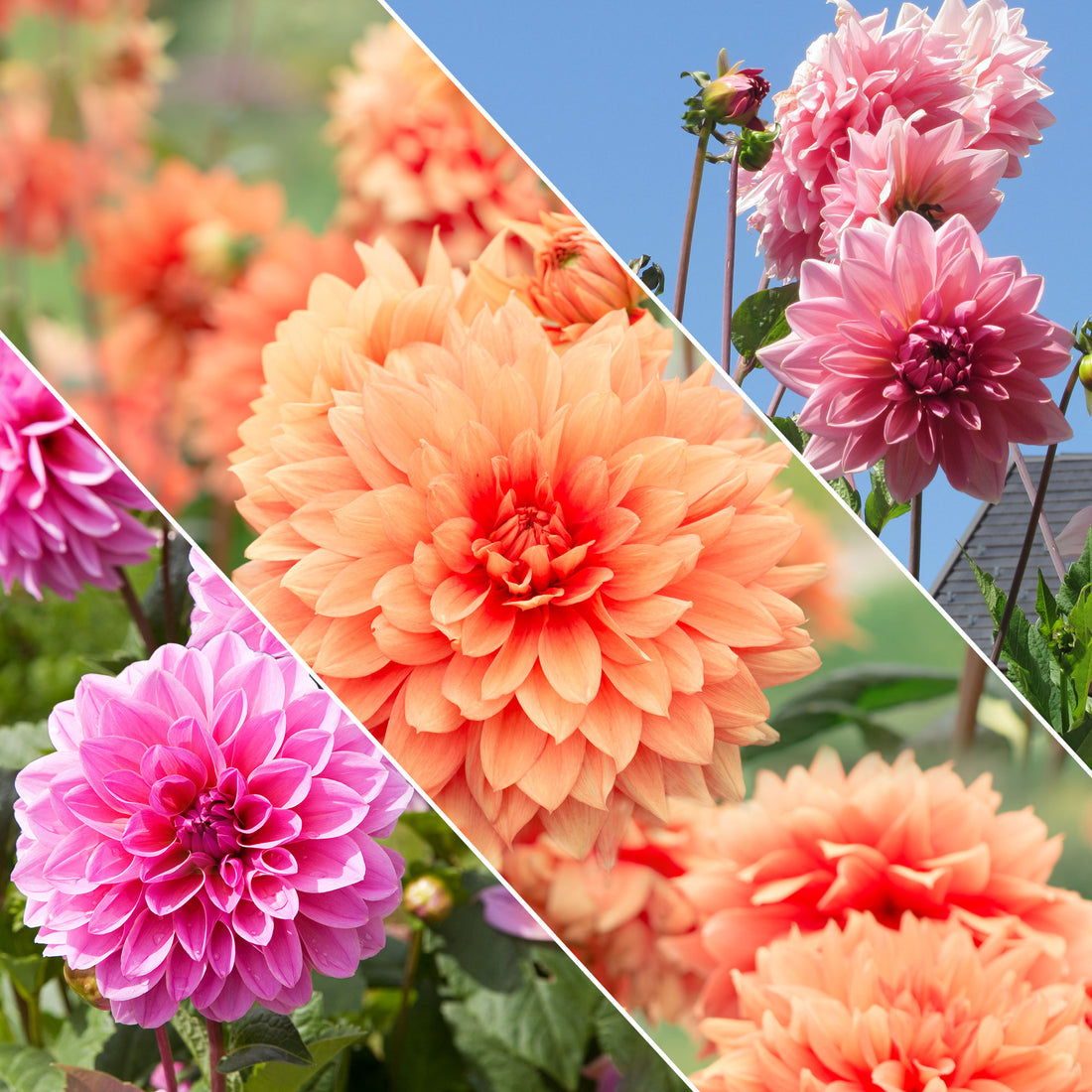 Bulbes Dahlia Melody Allegro - Dahlia 'melody allegro'