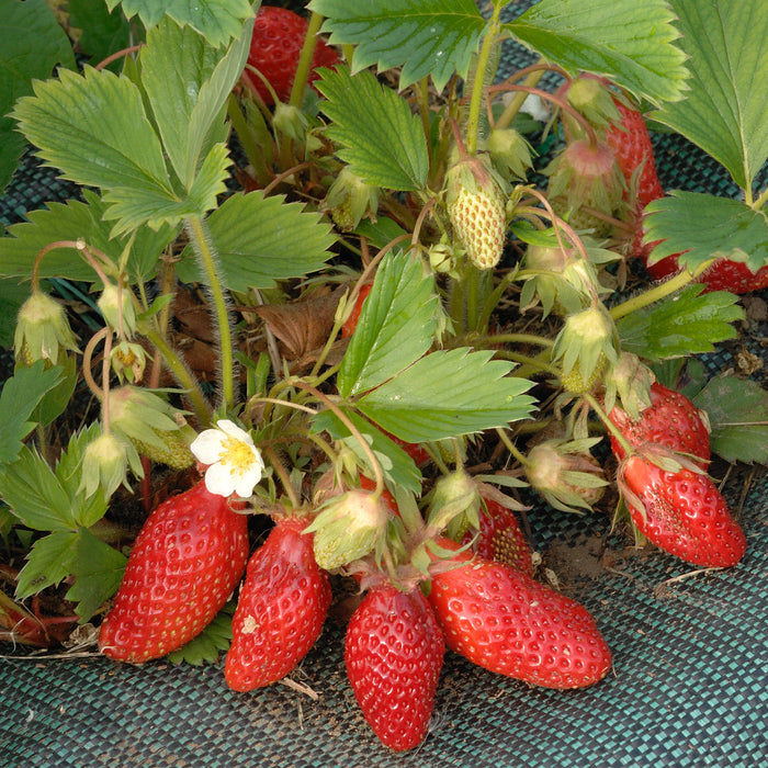 Fraisiers | Achat, Vente en ligne - Willemse