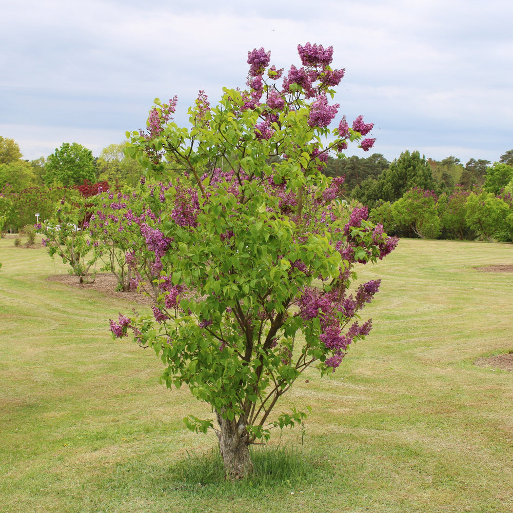 Lilas double blanc - Syringa vulgaris Madame Lemoine