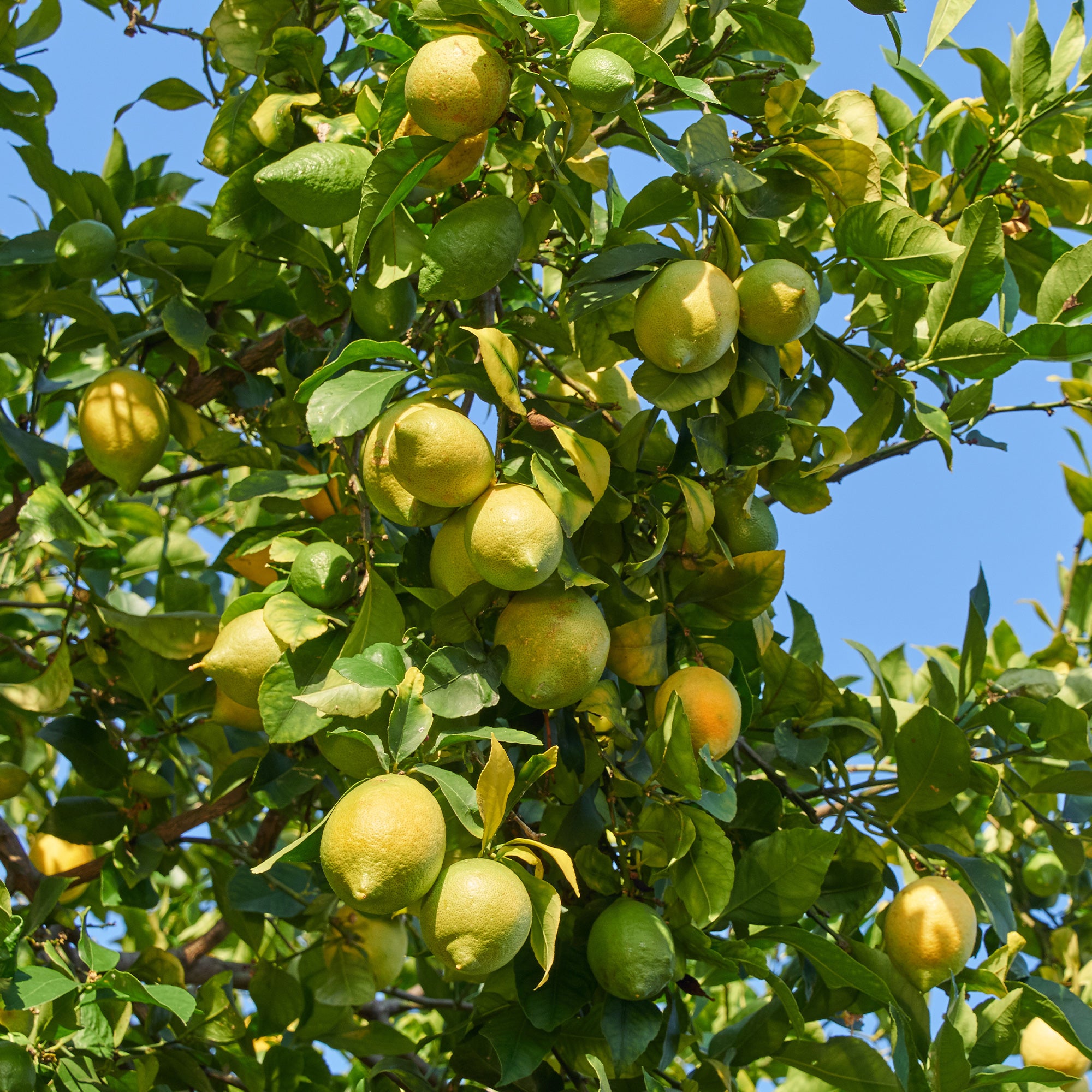 Guide complet pour planter et entretenir un citronnier