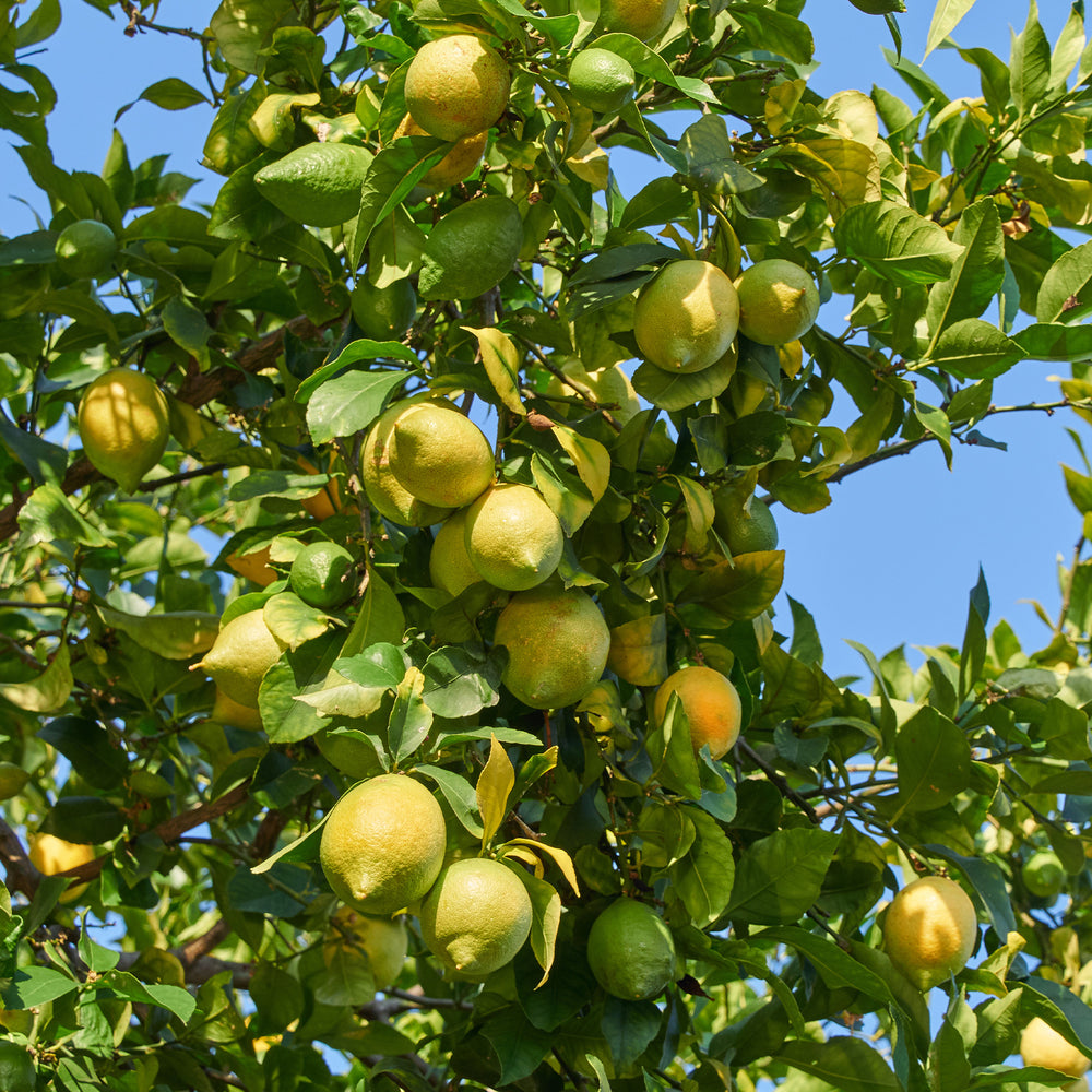 Calamondin - Citrus mitis