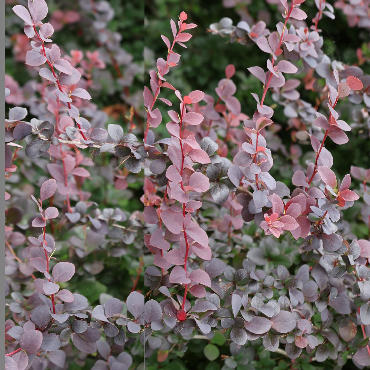 Haie de Berberis rouges - Berberis thunbergii atropurpurea