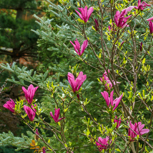 Magnolia Susan - Magnolia susan