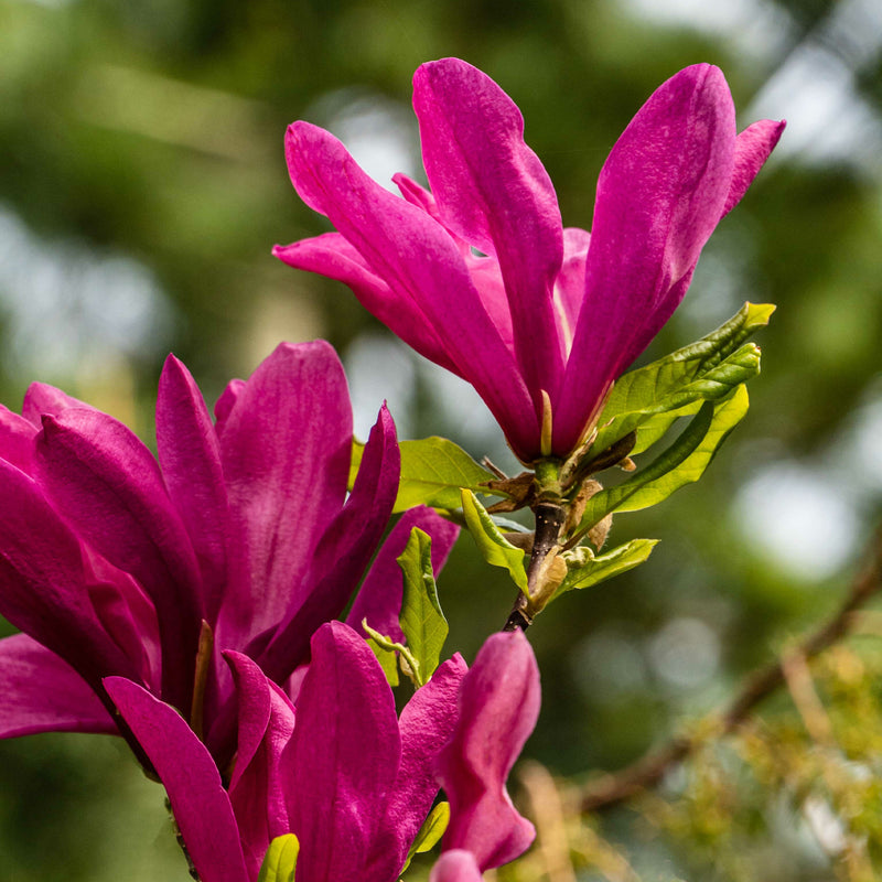 Magnolia Susan - Magnolia susan