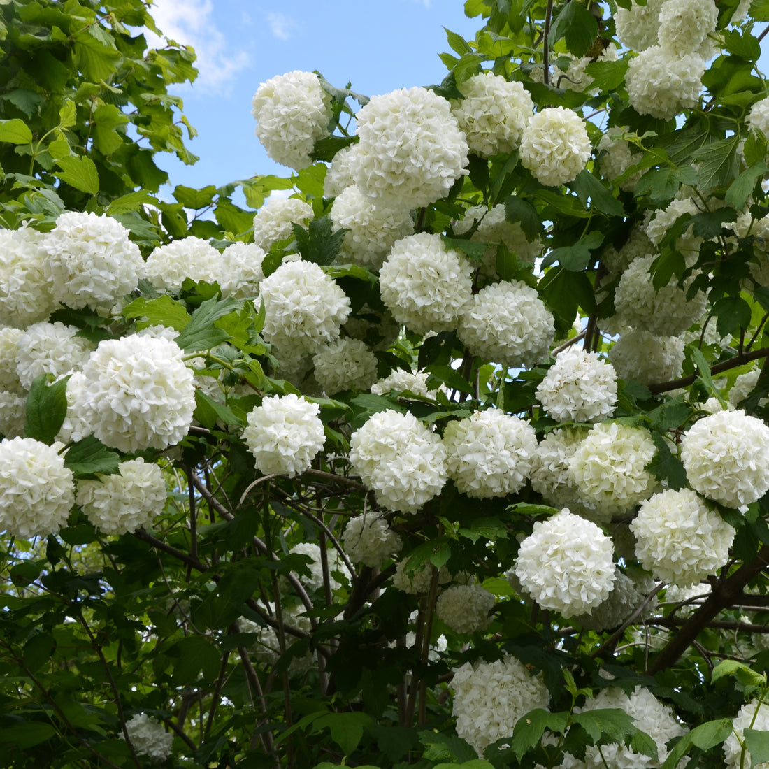 Hortensia paniculé Limelight ® sur tige - Hydrangea paniculata limelight