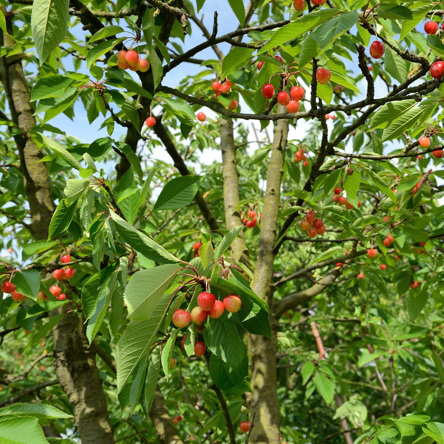 Cerisier Bigarreau Napoleon - Prunus avium bigarreau napoleon