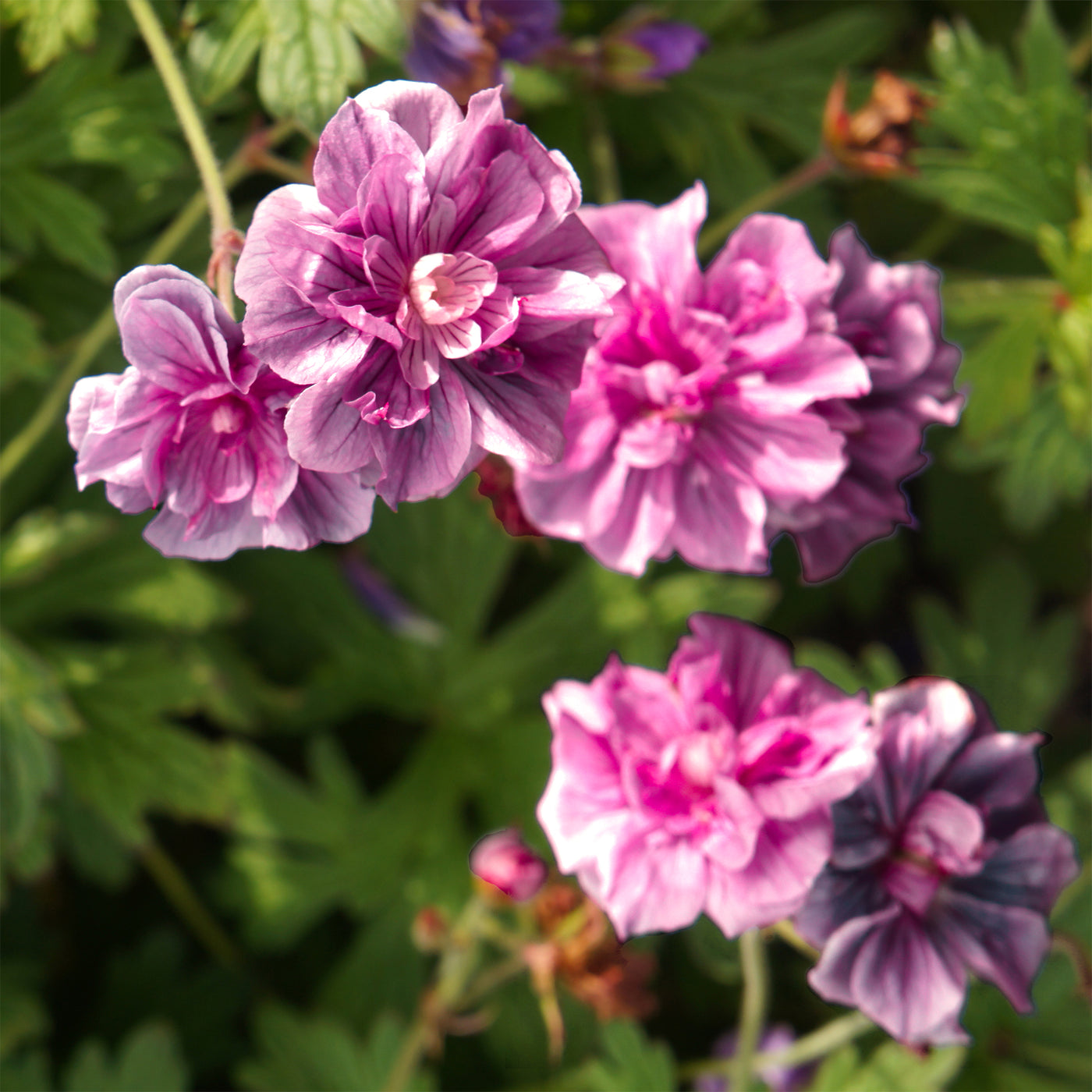 2 Géraniums vivaces doubles roses - Geranium himalayense birch double