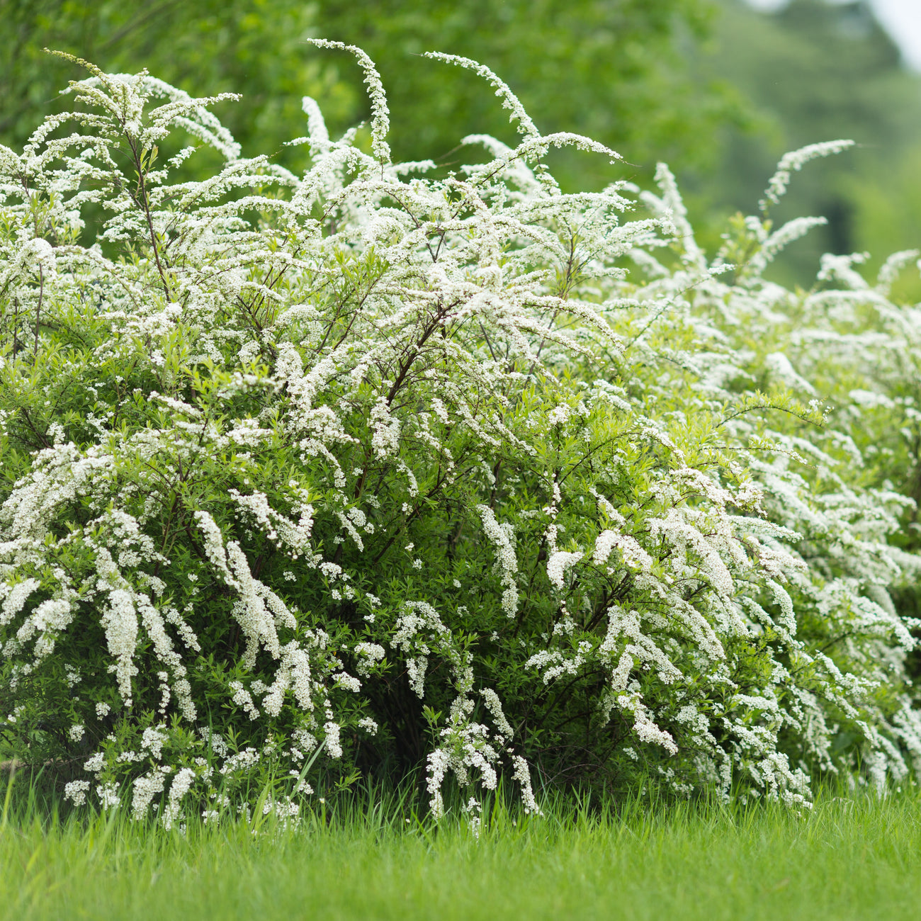Spirée Grefsheim - Spiraea cinerea grefsheim