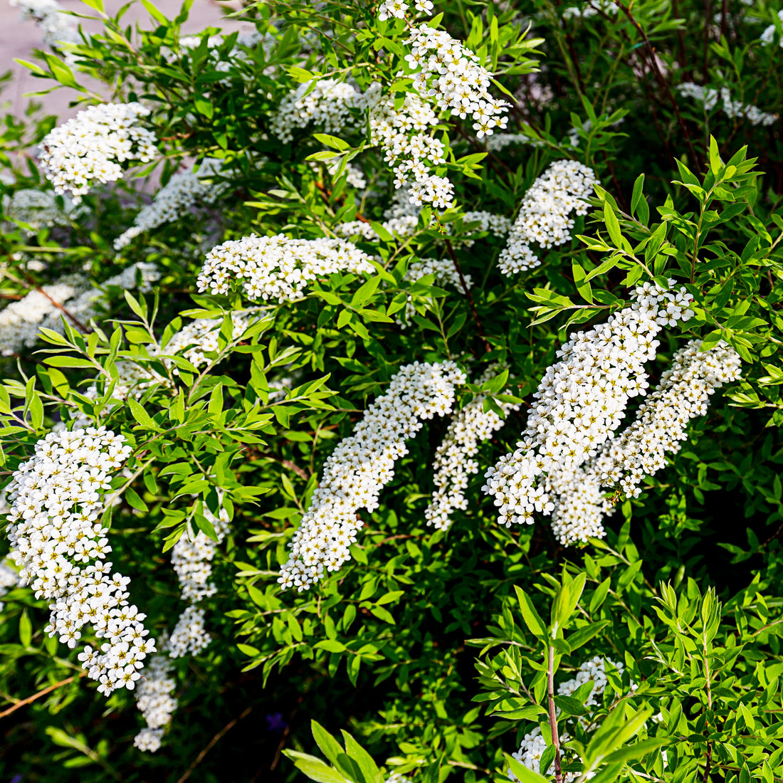 Spirée Grefsheim - Spiraea cinerea grefsheim