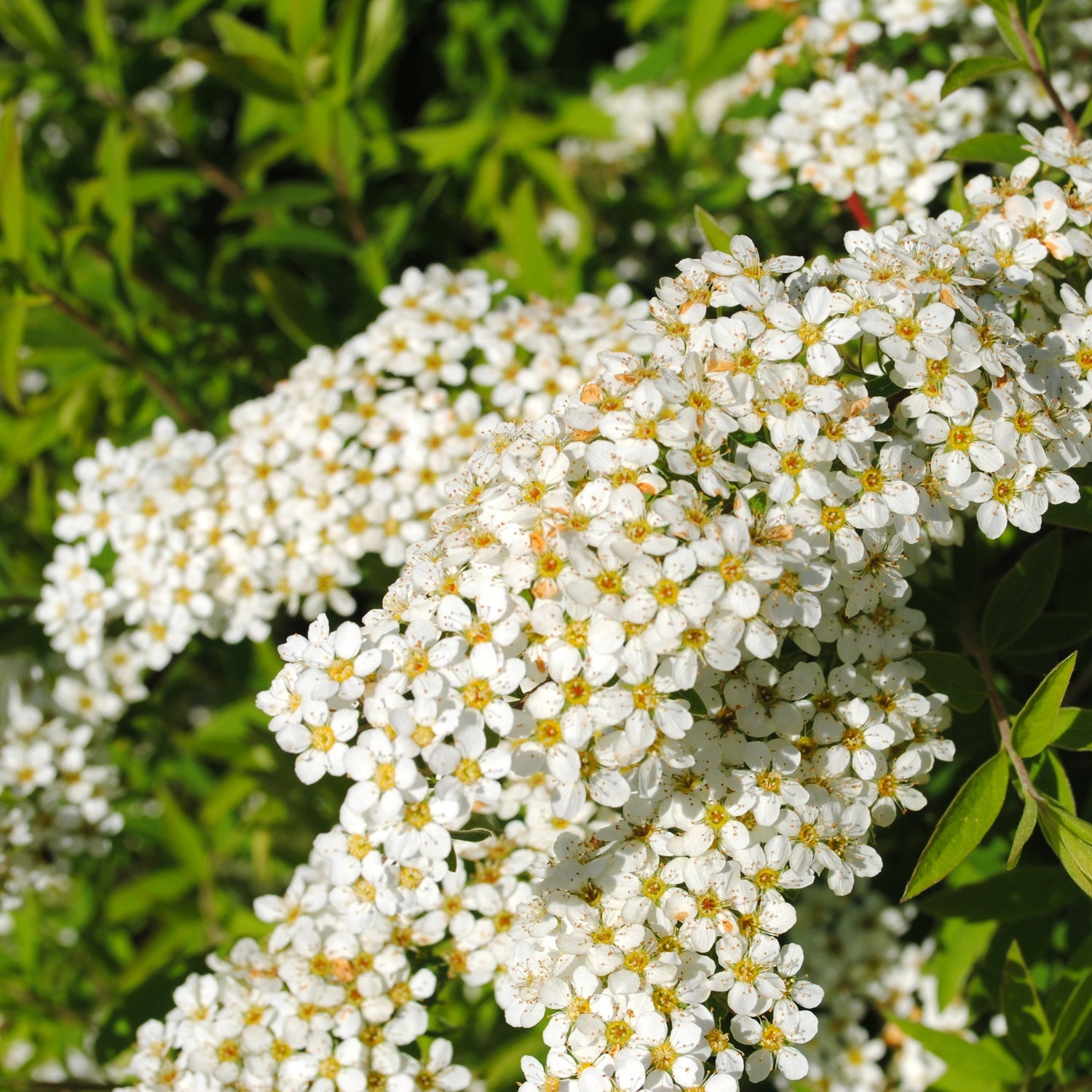 Spirée Grefsheim - Spiraea cinerea grefsheim