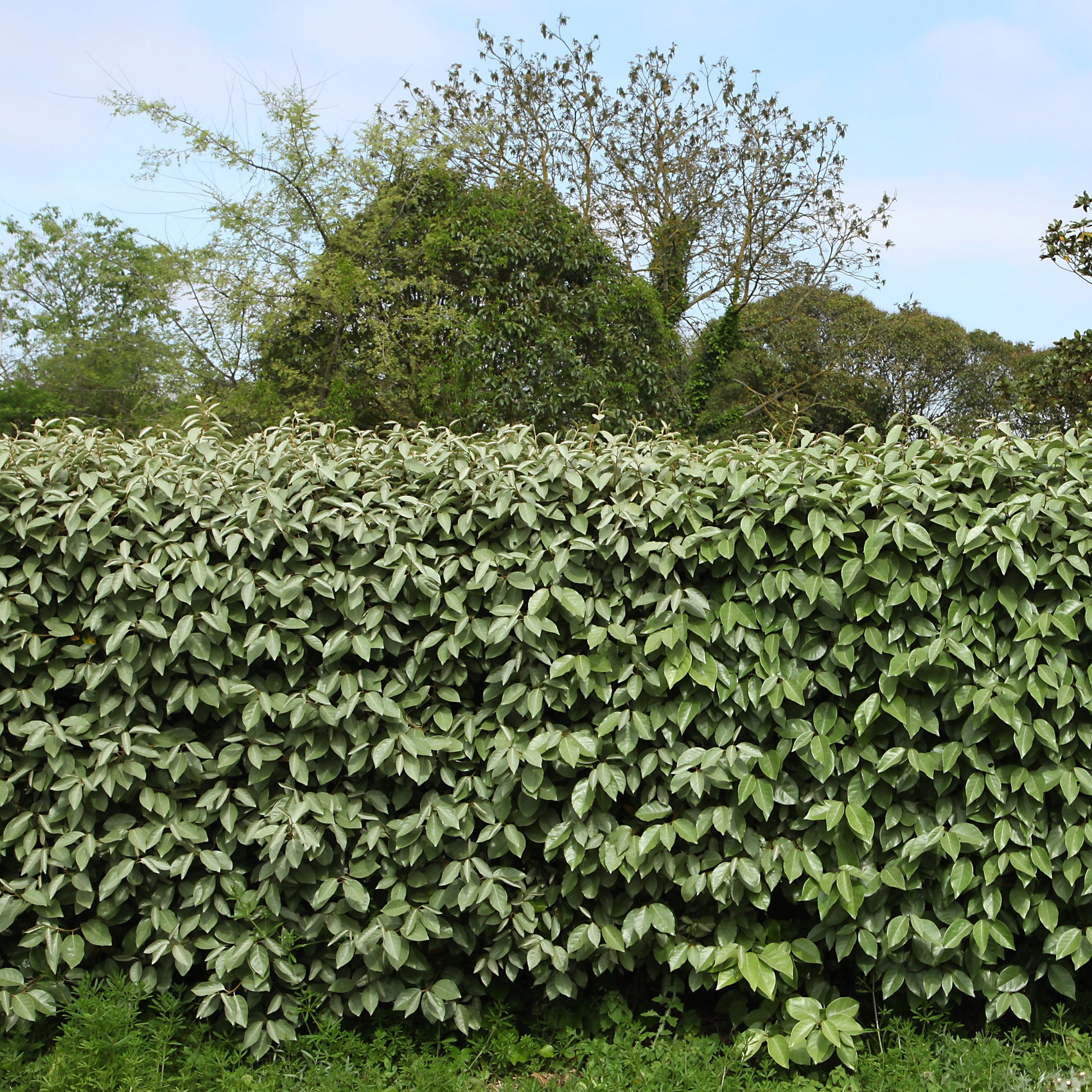 Eleagnus - Eleagnus ebbingei