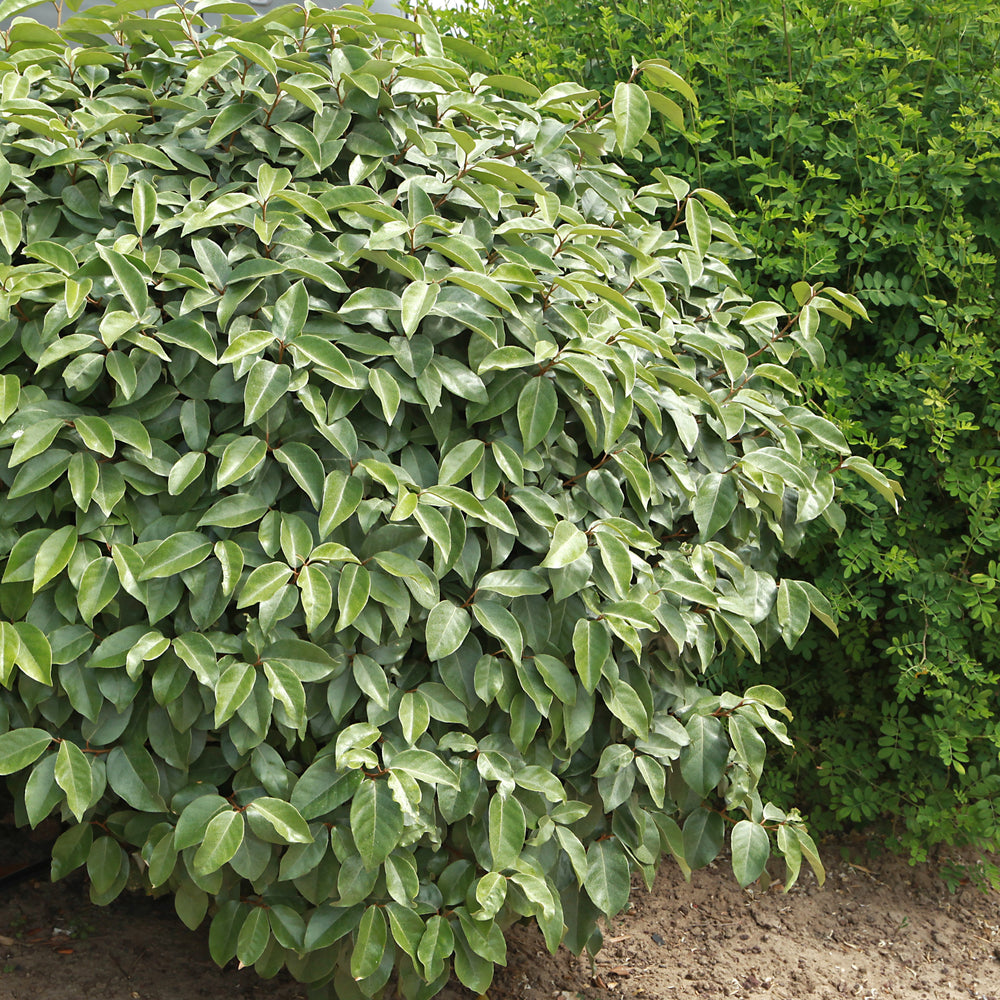 Eleagnus - Eleagnus ebbingei