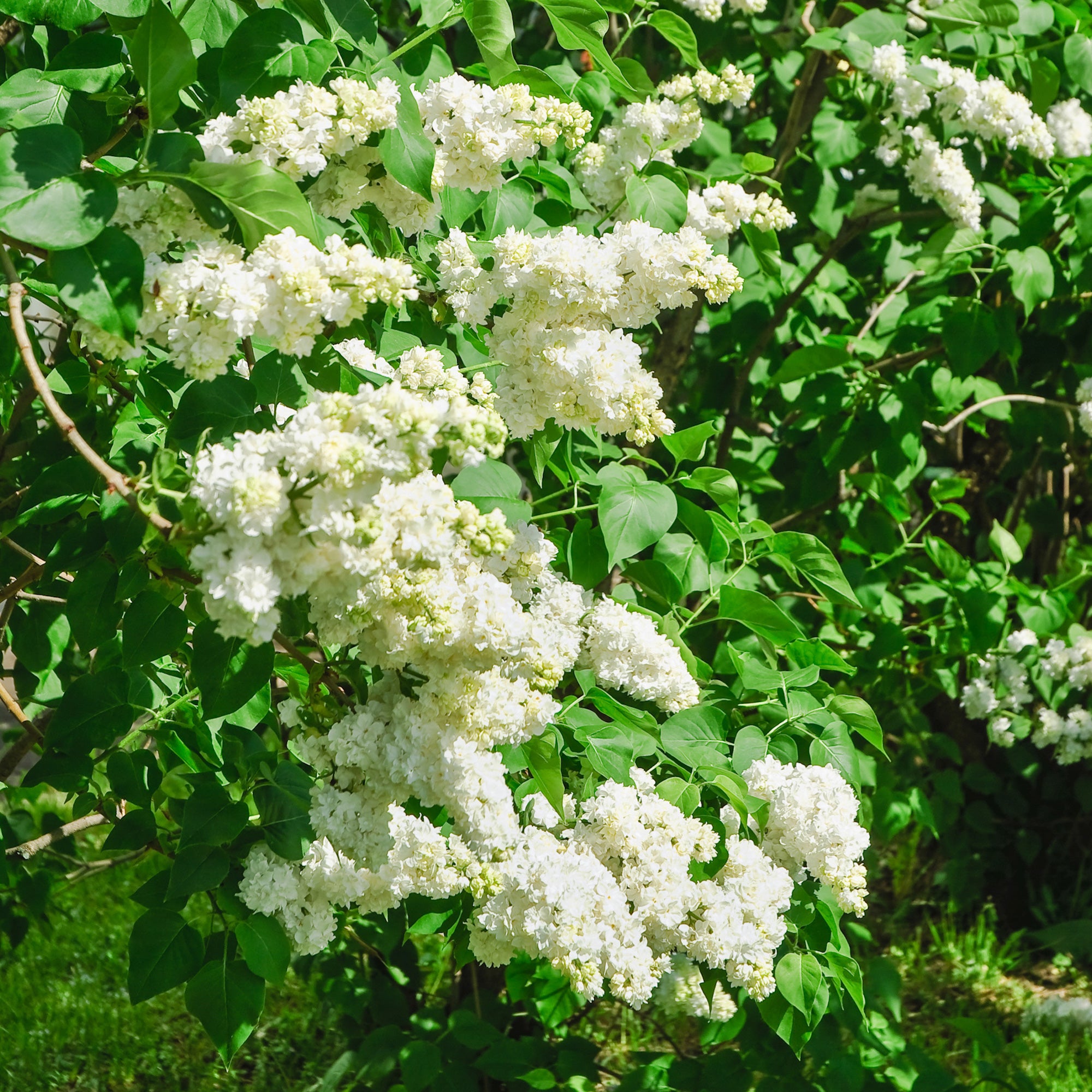 Lilas double blanc - Syringa vulgaris Madame Lemoine
